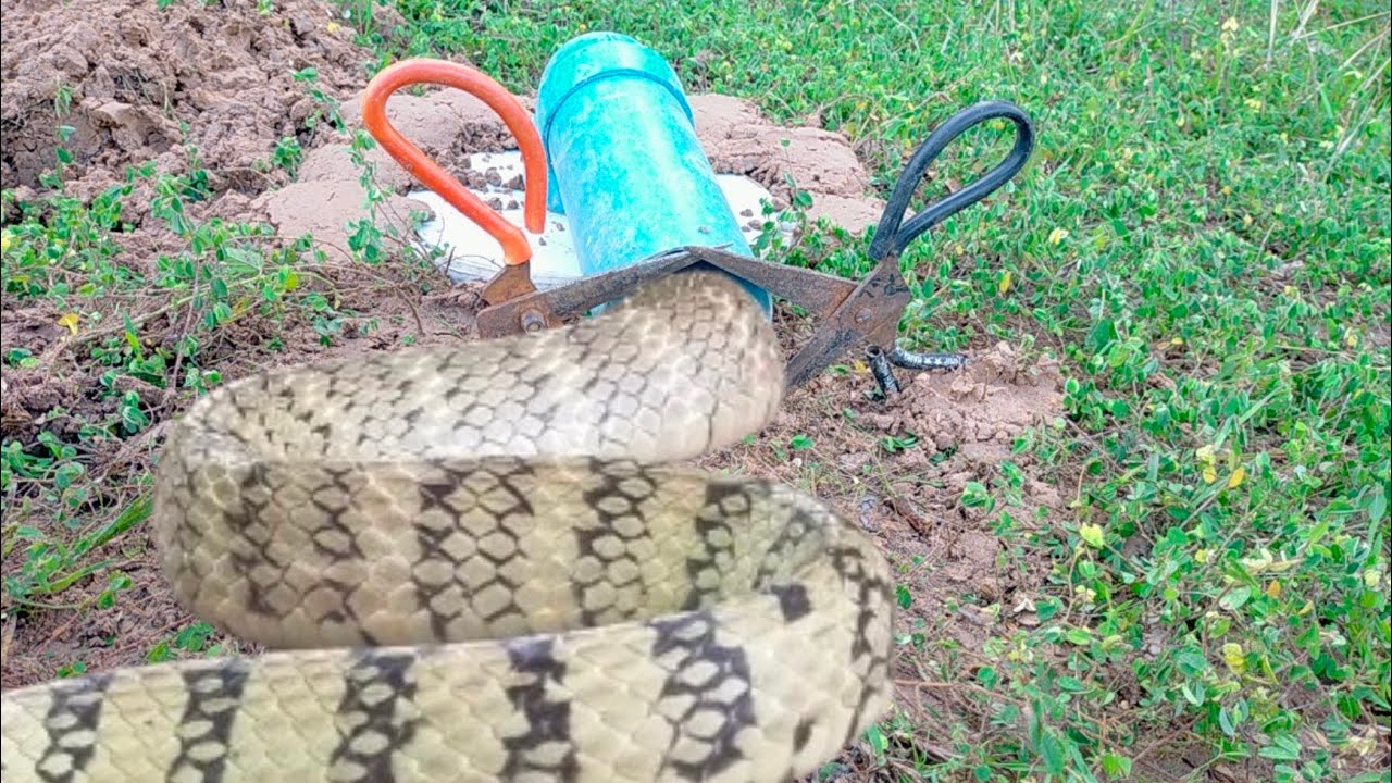 Meet the construction of amazing snake traps using only saplings and ...