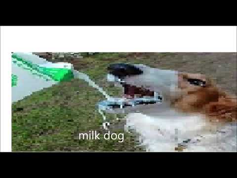 milk dog