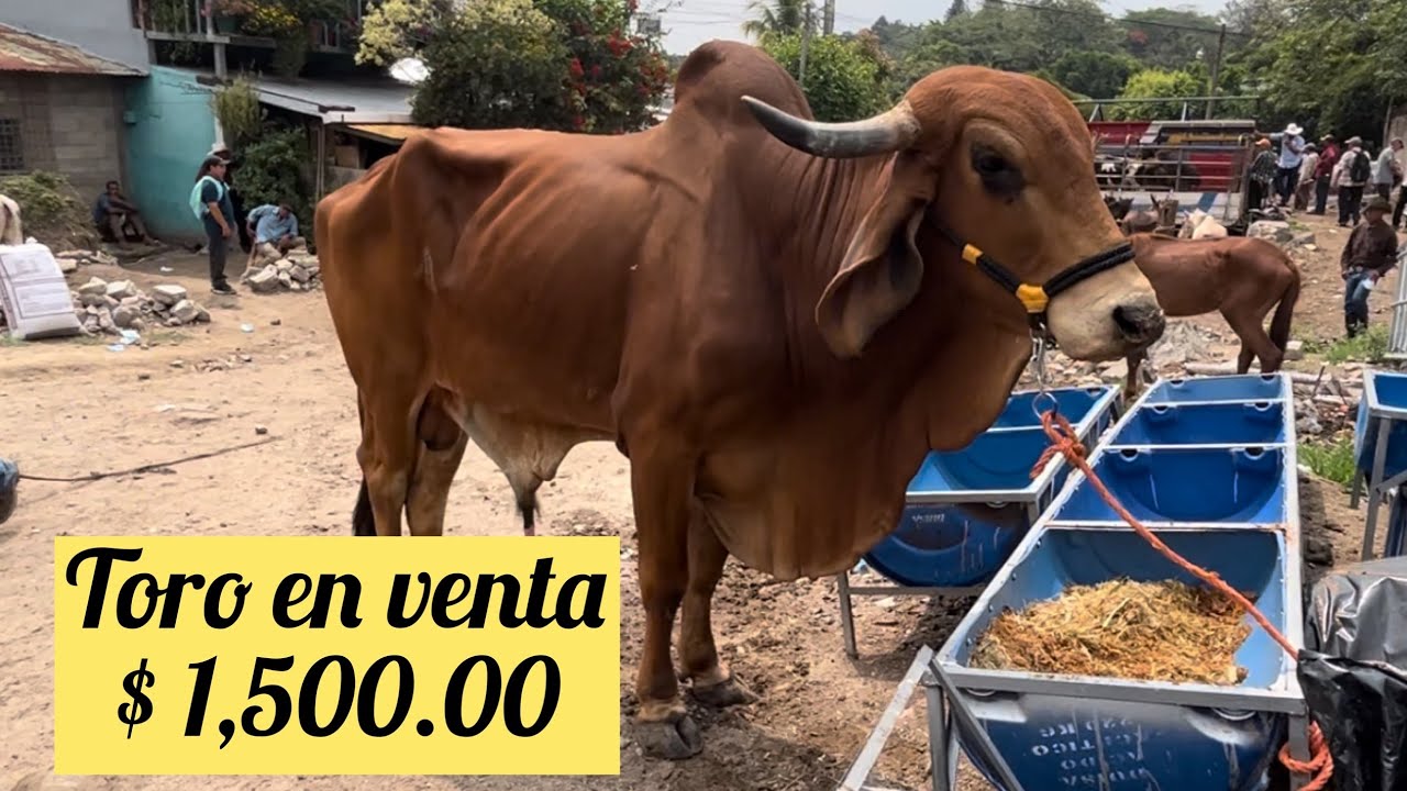 3 de junio/23 en venta hermoso toro $ 1,500 WhatsApp 72159887, San ...
