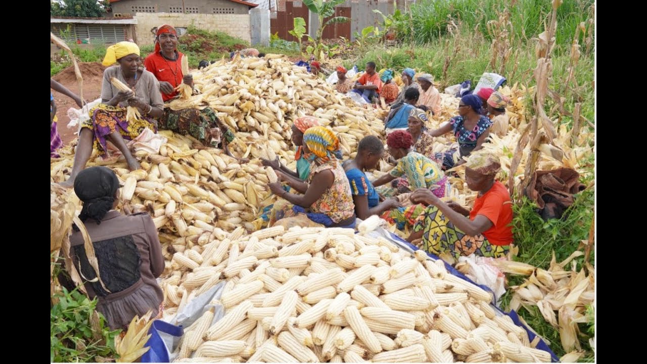 Ikilo c'ibigori cashizwe ku giciro c'ibihumbi bibiri n'ijana mu ...