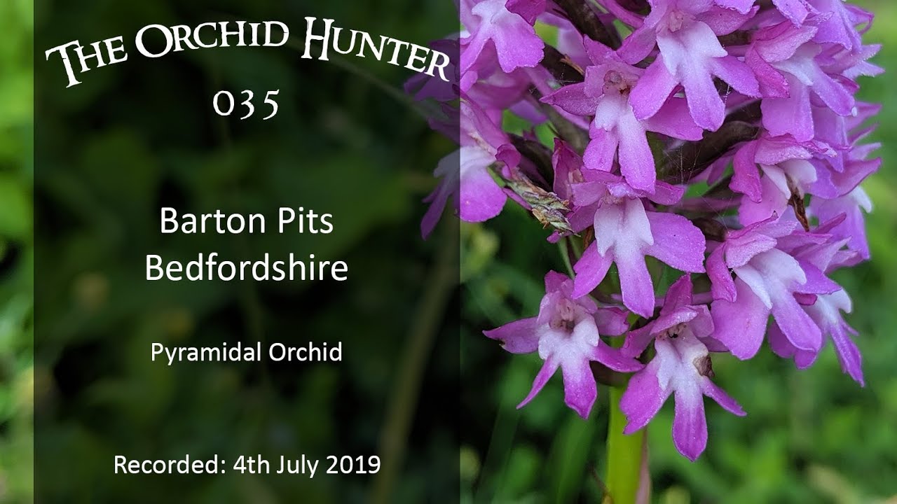 Orchid Hunter - 035 - Barton Pits, Bedfordshire (Jul 2019) - YouTube