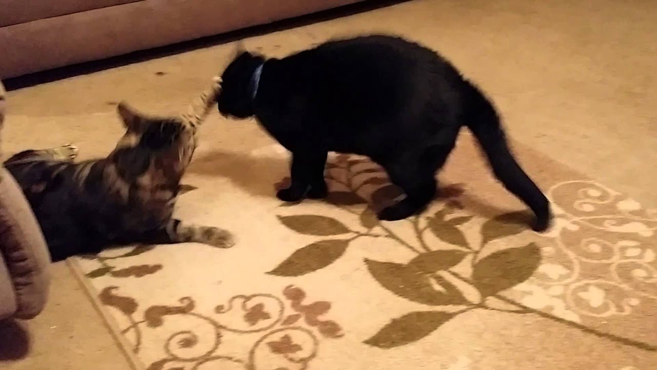 Jurassic Cats - raptor style - YouTube