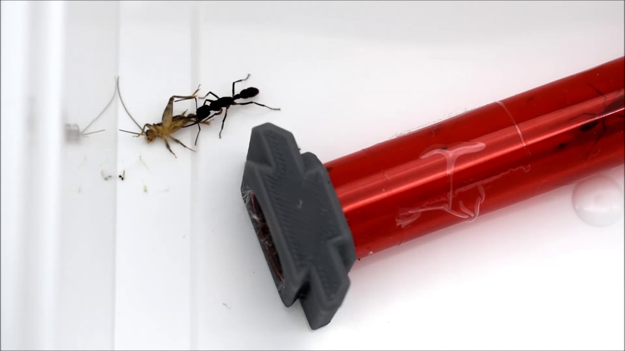 Harpegnathos venator feeding - YouTube