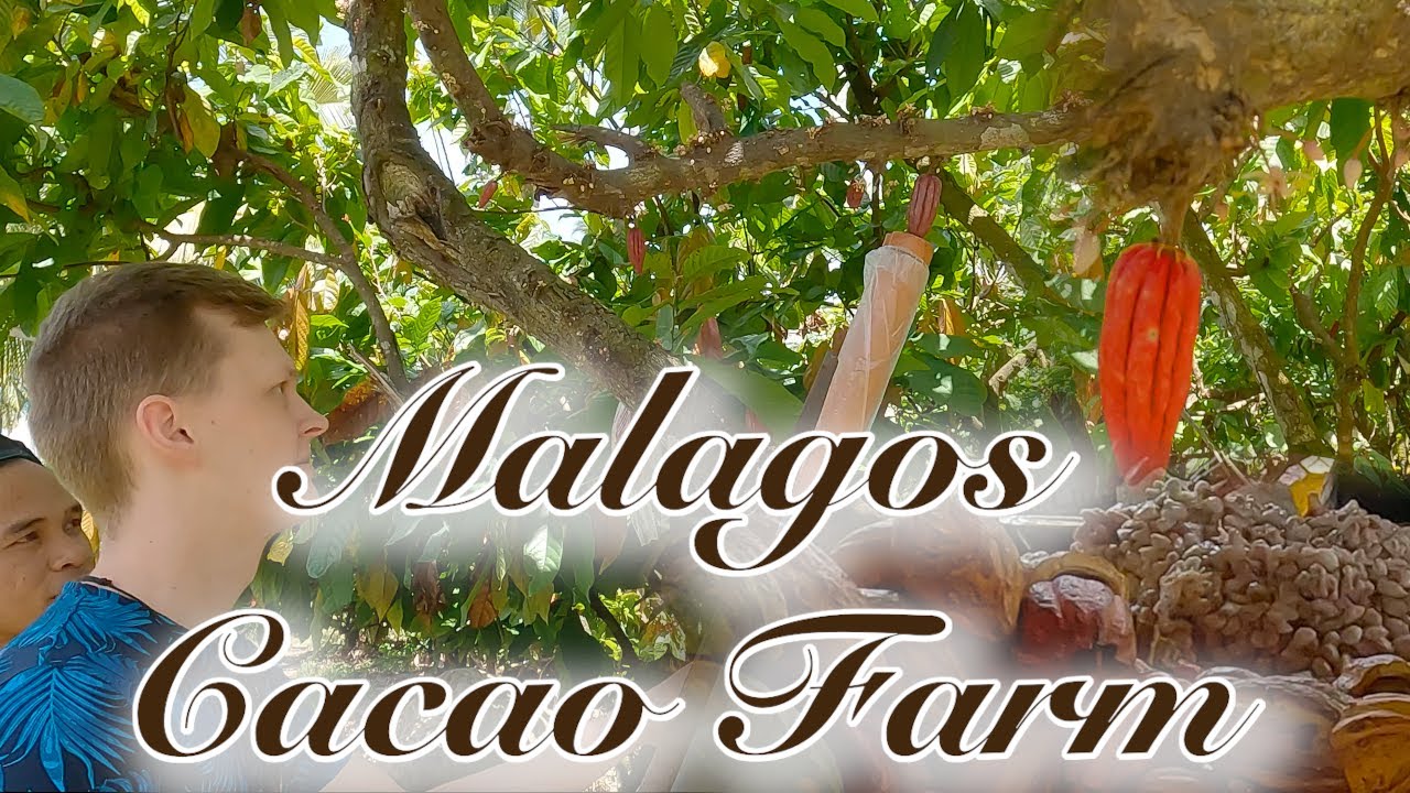FIRST TIME at Malagos CACAO FARM!😱 Davao - Philippines🇵🇭 - YouTube