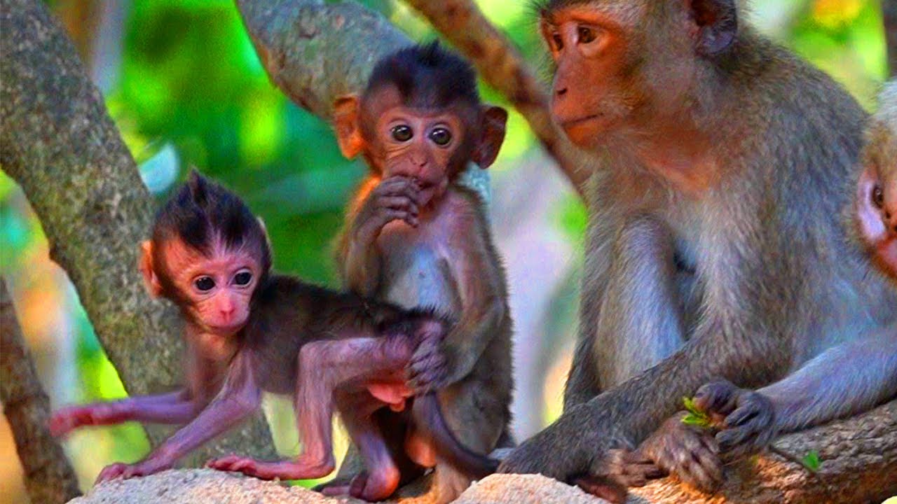 Baby monkey with friend and family monkey - YouTube