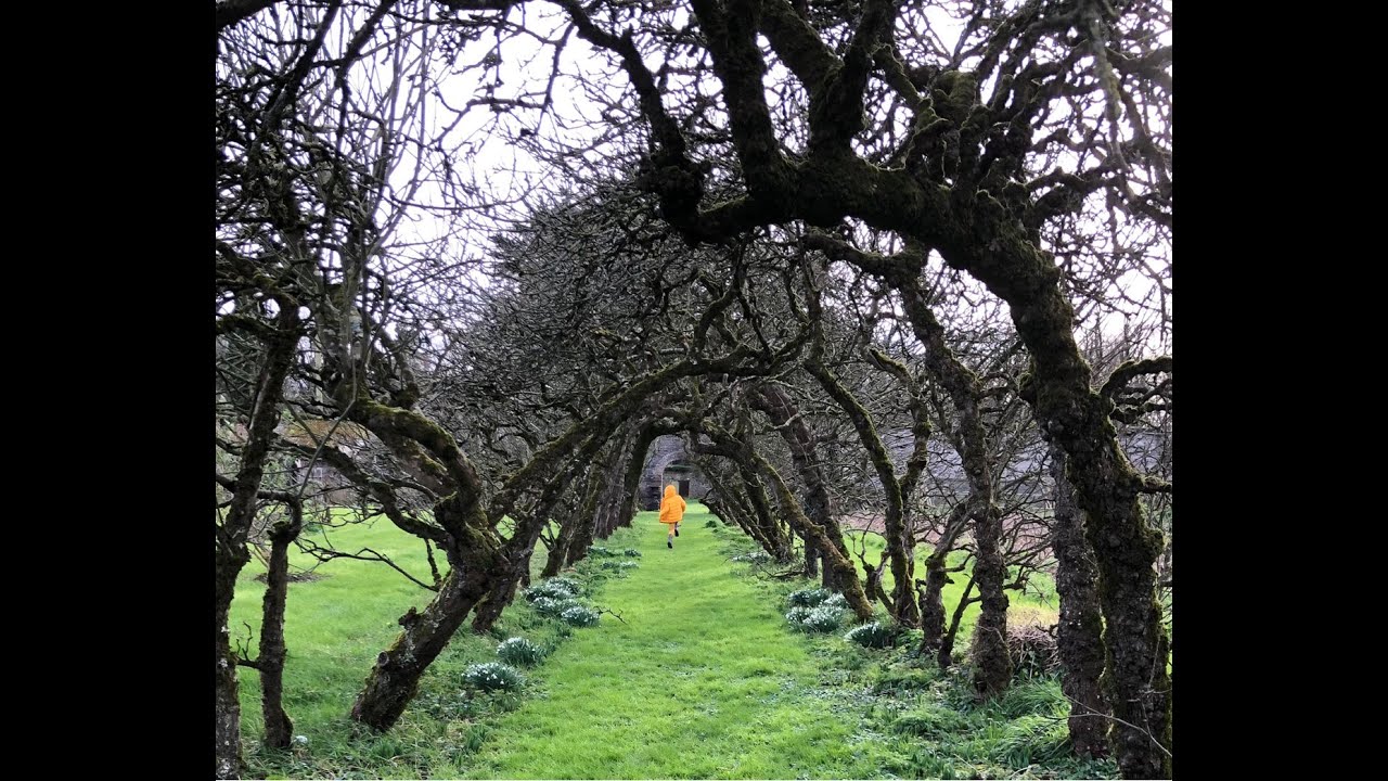 A visit to Shankhill Castle garden to see their magnificent snowdrops ...