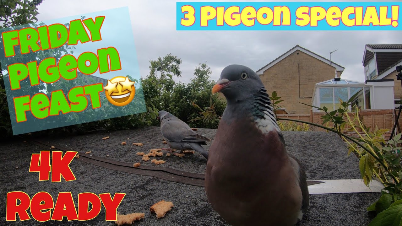Friday Pigeon feast, A 3 Pigeon special - YouTube
