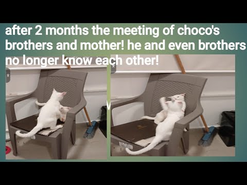 after 2 months the meeting of choco's brothers and mother! he and even ...