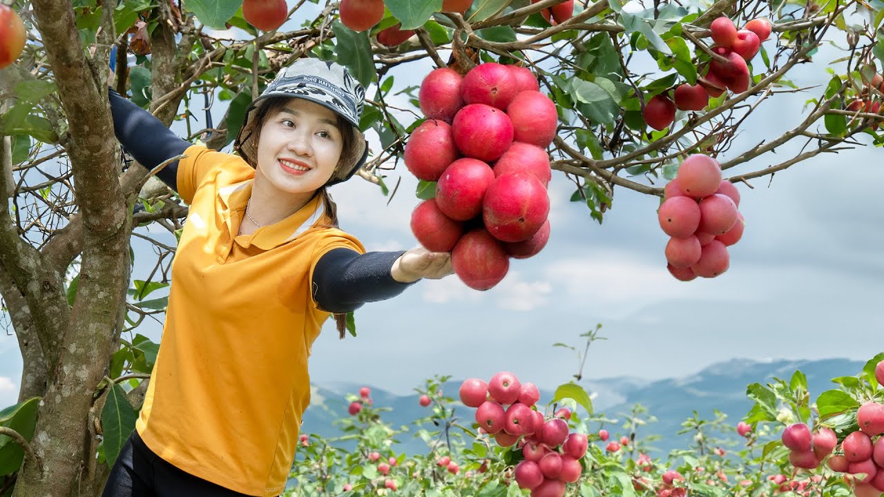 Harvesting Burmese Grapet go to the Market Sell | Tending the vegetable ...