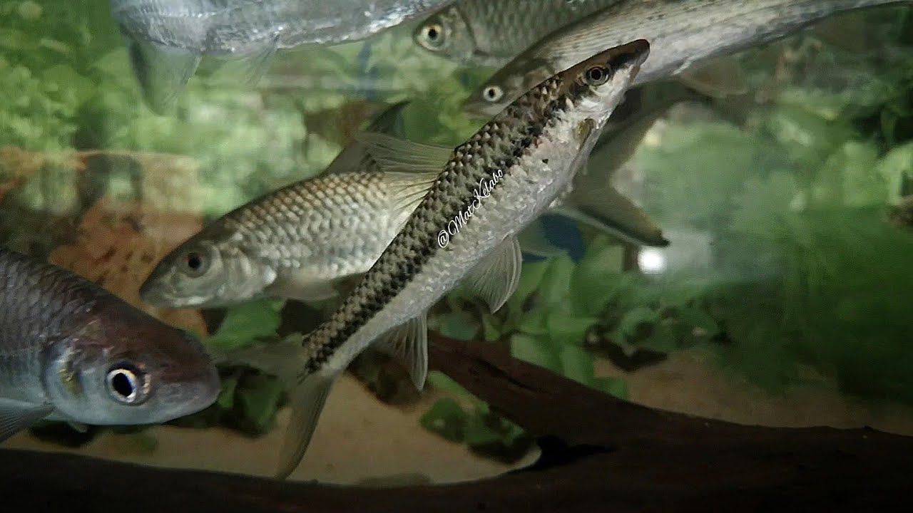 Crossocheilus oblongus @ Siamese Algae Eater/Selimang Batu (Malaysia ...