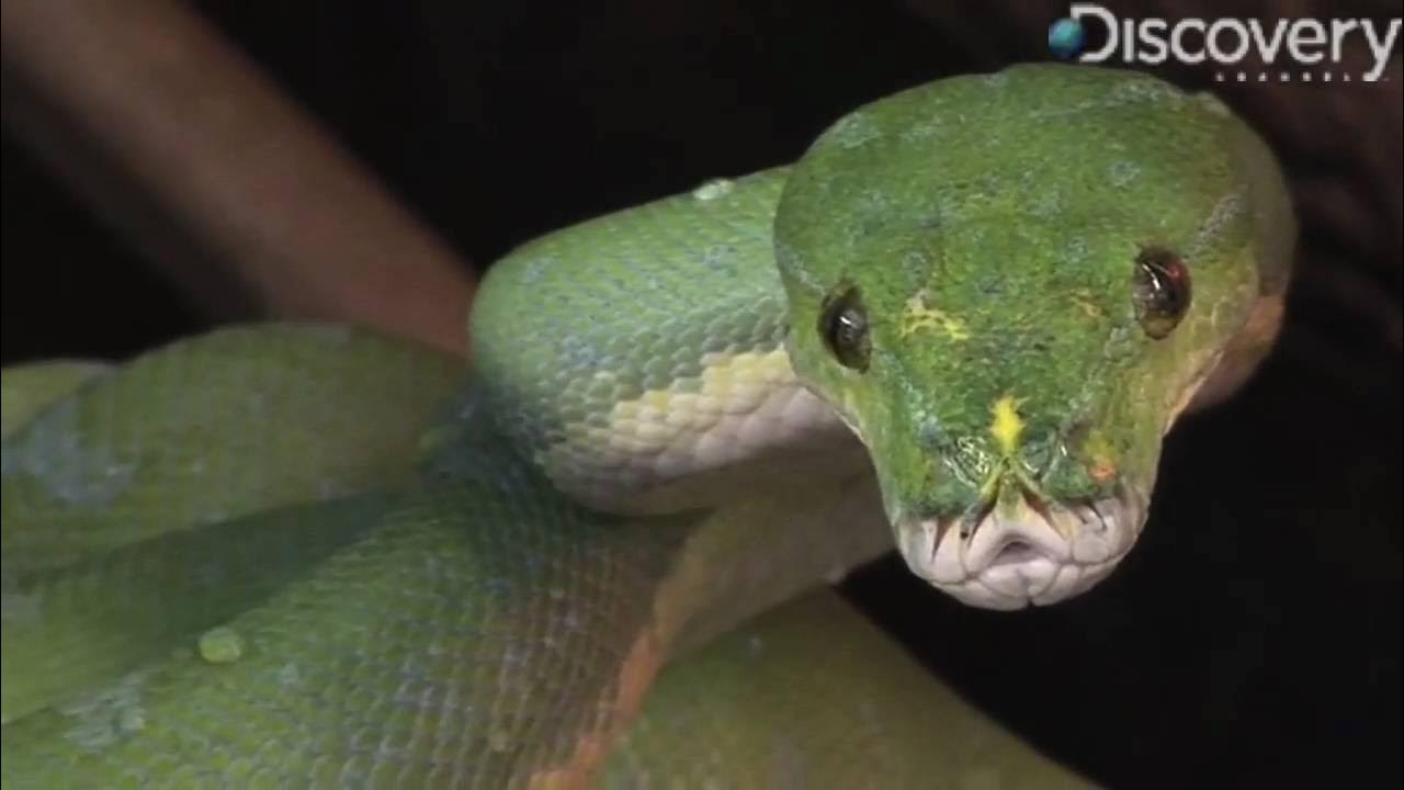 Green Tree Python - YouTube