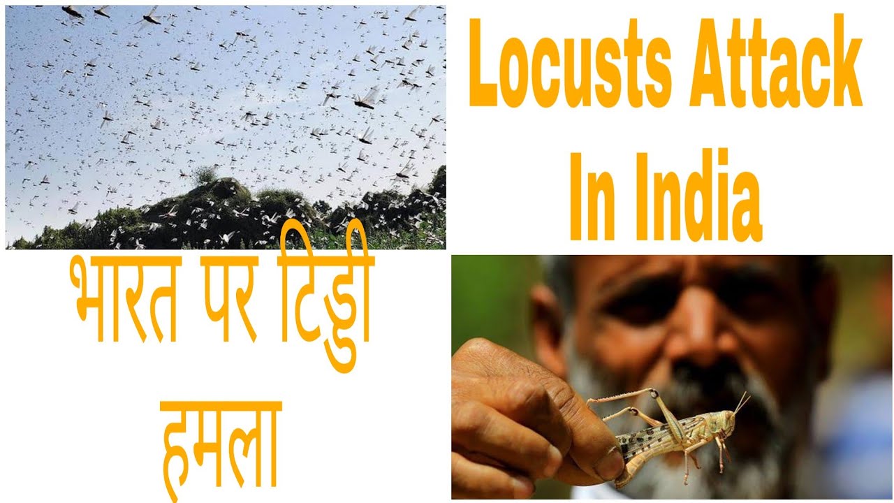 locust attack in india explained भारत पर टिड्डी हमला - YouTube