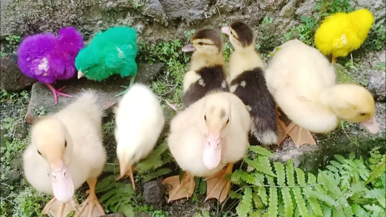 Bebek imut ayam lucu,mencari ayam dan bebek lucu,bermain bersama bebek ...