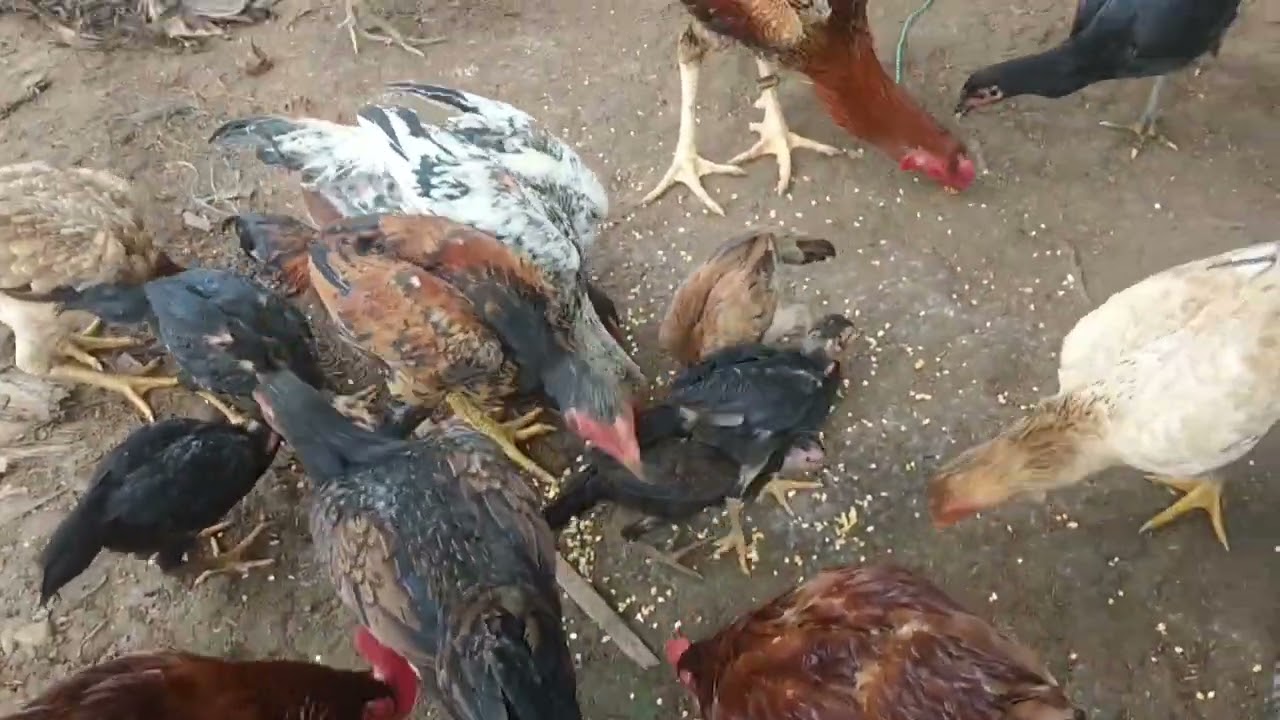 Let's Feed the Fish and Chickens - YouTube