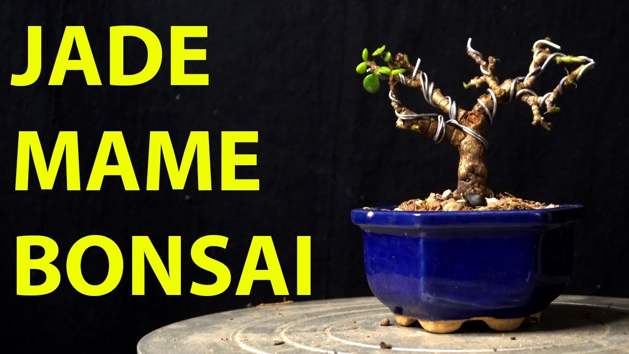 Working on Jade Mame Bonsai Tree /Jade Plant Sito & mame Bonsai / # ...