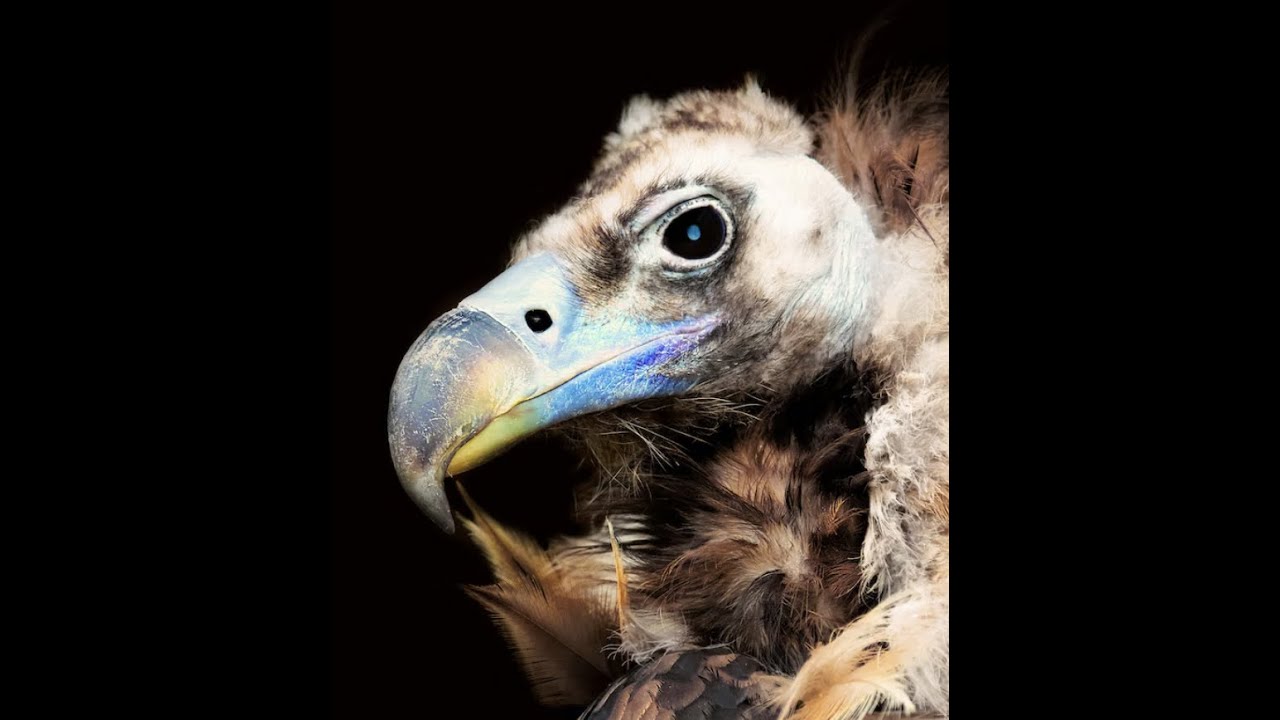 Aufreger der Woche: US-Pleitegeier kreist noch - YouTube