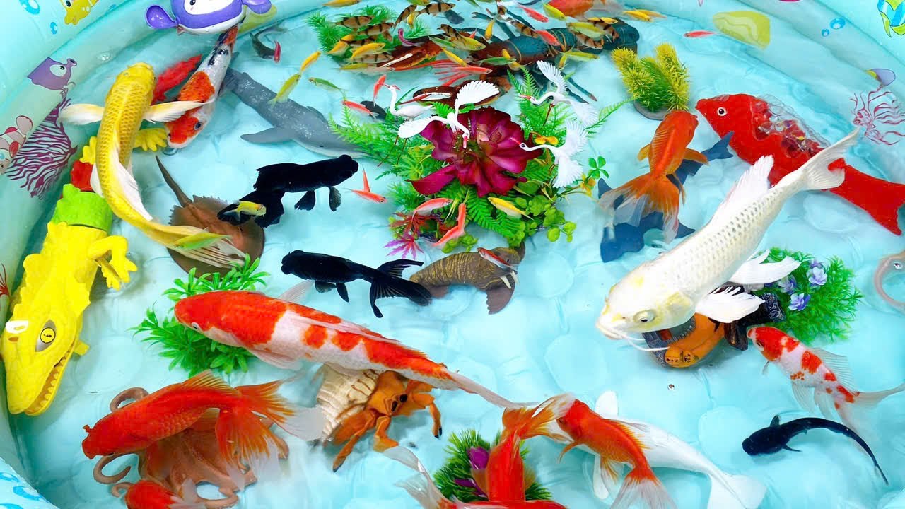 Amazing Put fish in the float,sharks,dolphins,sea creatures,Slipp vakre ...