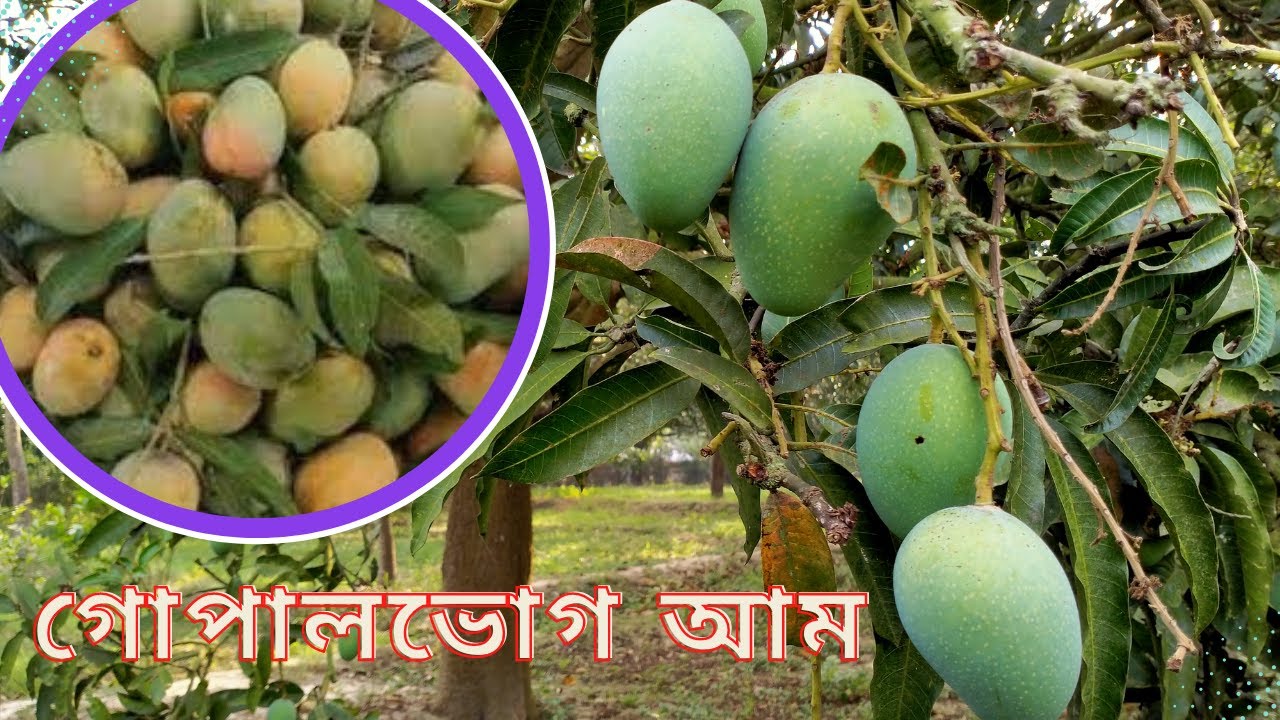 গোপালভোগ আম || আম চাষ পদ্ধতি || Gopal Bhog Mango. গোপালভোগ আম চাষ বাংলা ...