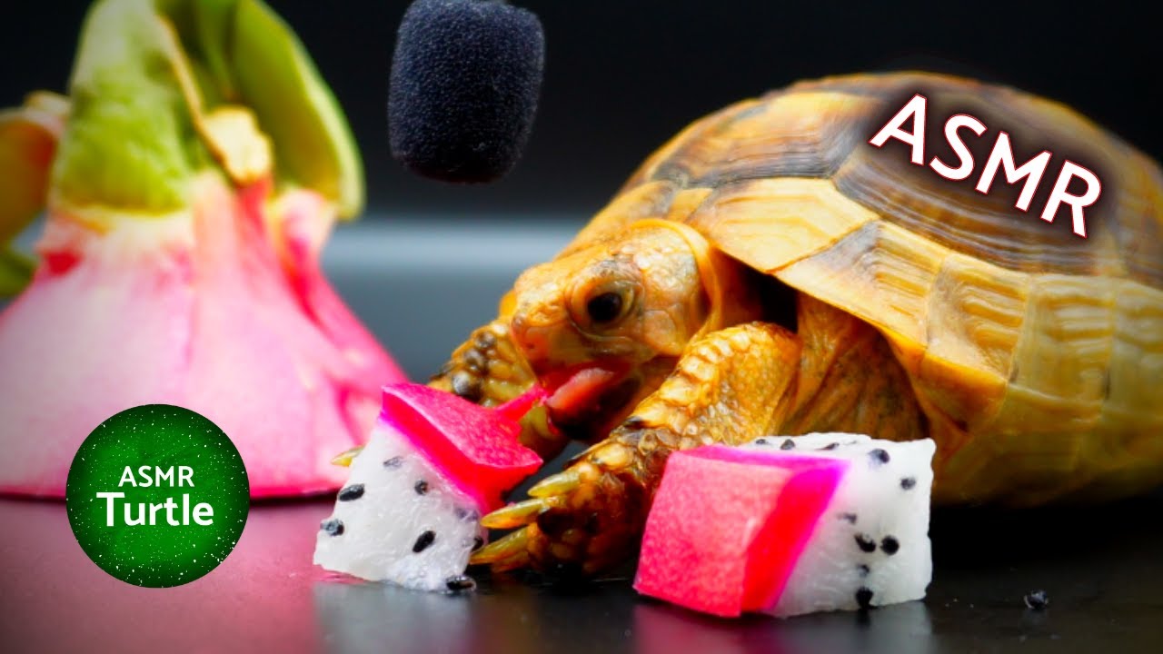 Turtle Tortoise Eating Dragon Fruit ASMR Mukbang 🐢 - YouTube