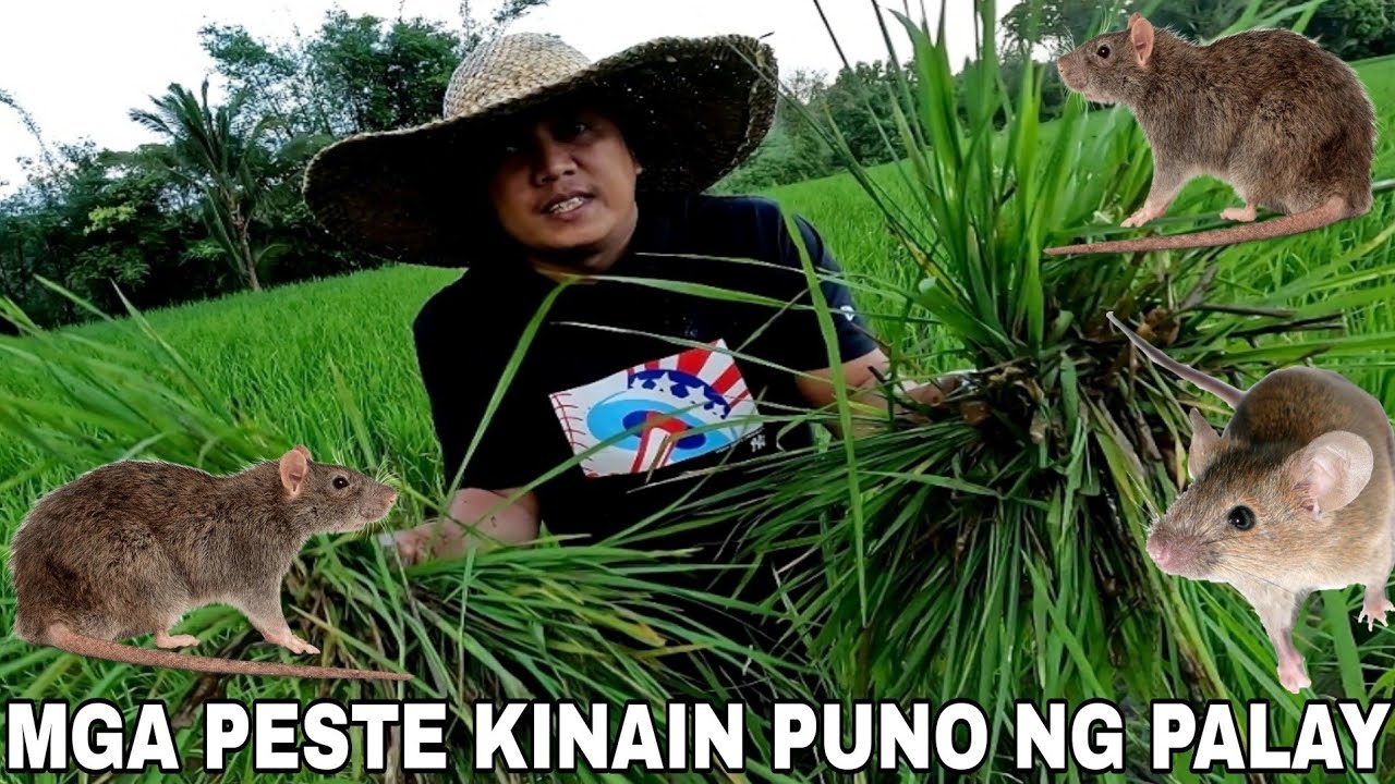 Sakit sa ulo sila ?? Sinalakay ng mga daga Palayan kagabi sayang mga ...