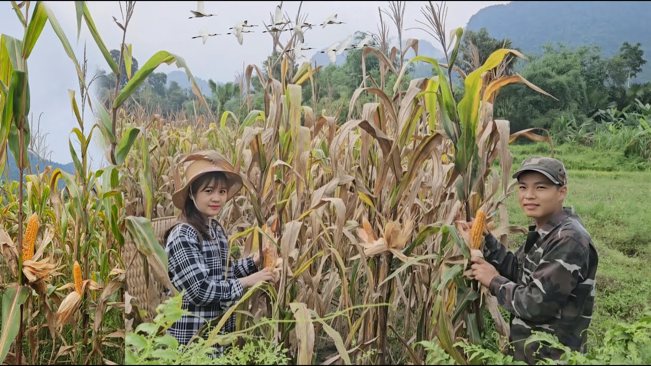 Help Young Girl Harvest Corns Her Smile Captivated Me Dailylife