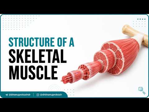 Structure of a Skeletal Muscle - Muscle Physiology Animations || USMLE Step 1