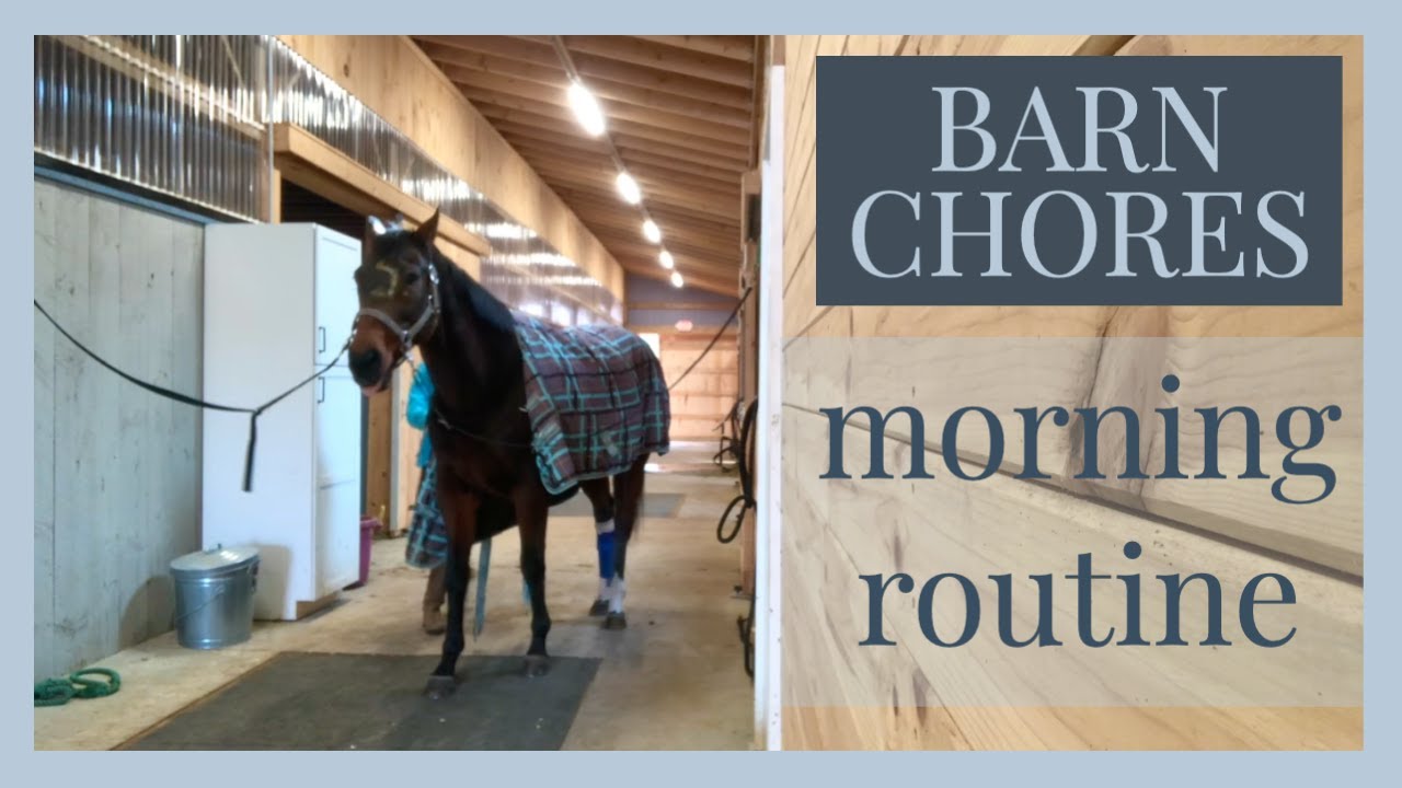 BARN CHORES MORNING ROUTINE - YouTube