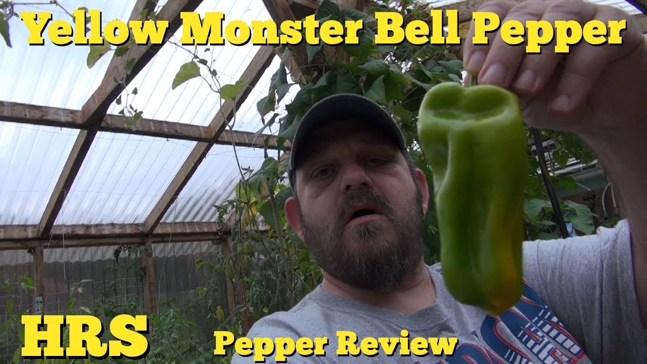 Monster Bell Yellow Pepper | Capsicum annuum | pod review 2017 - YouTube