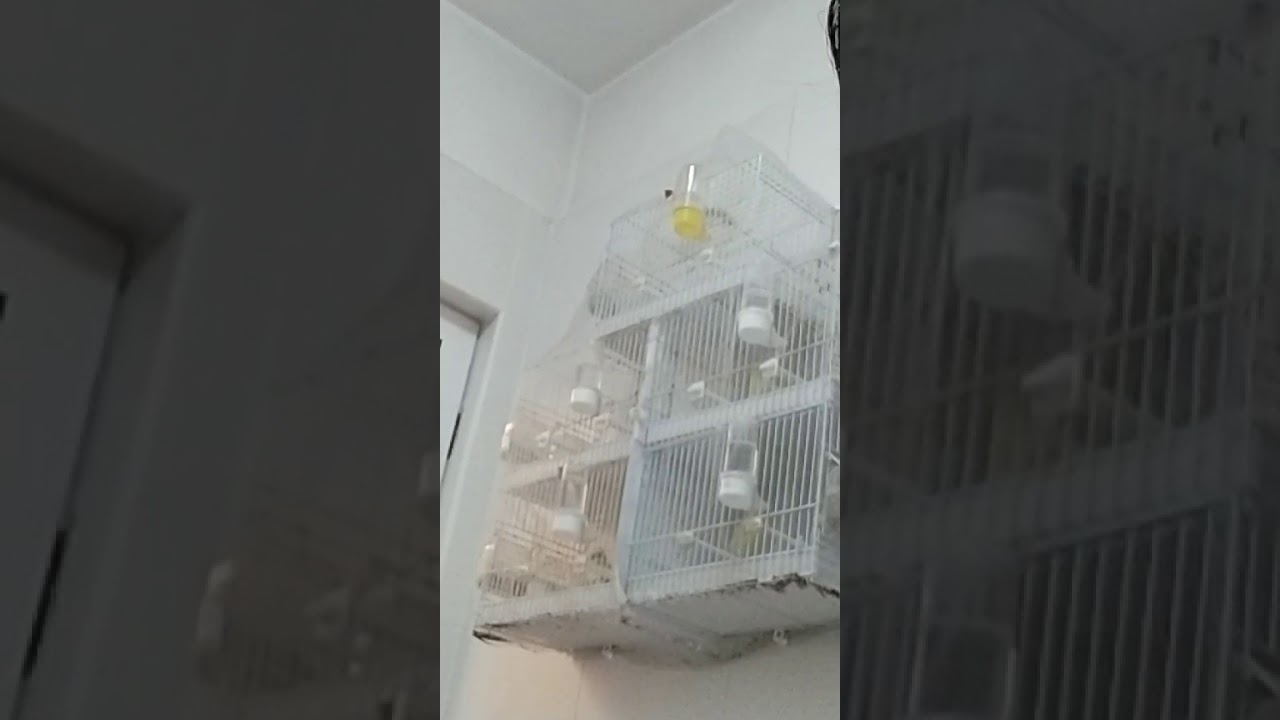 Harz Roller Canary old original breeding - YouTube