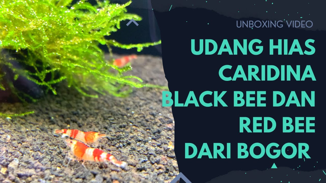 UNBOXING UDANG HIAS CARIDINA BLACK BEE DAN RED BEE DARI BOGOR - YouTube