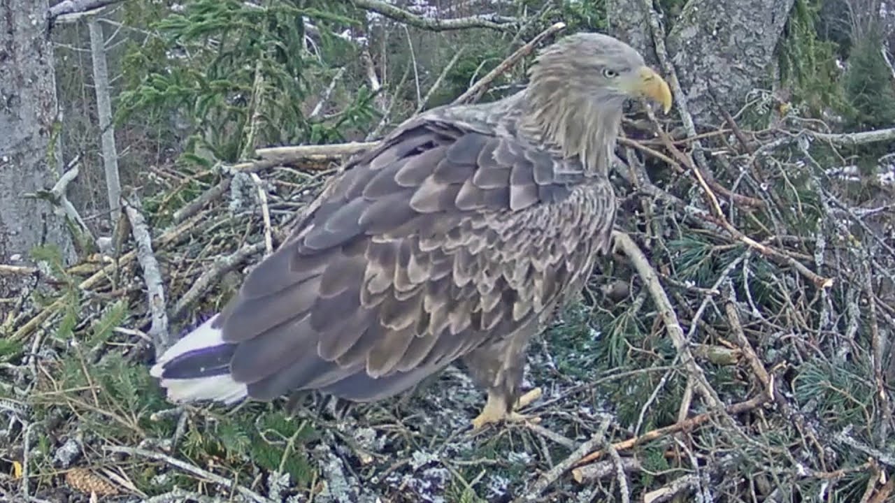 Ķemeru National Park~ Akacis came home for a visit! Rasene is calling ...