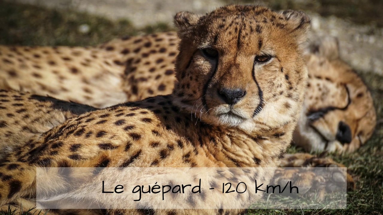 Documentaire - Les animaux les plus rapides - YouTube