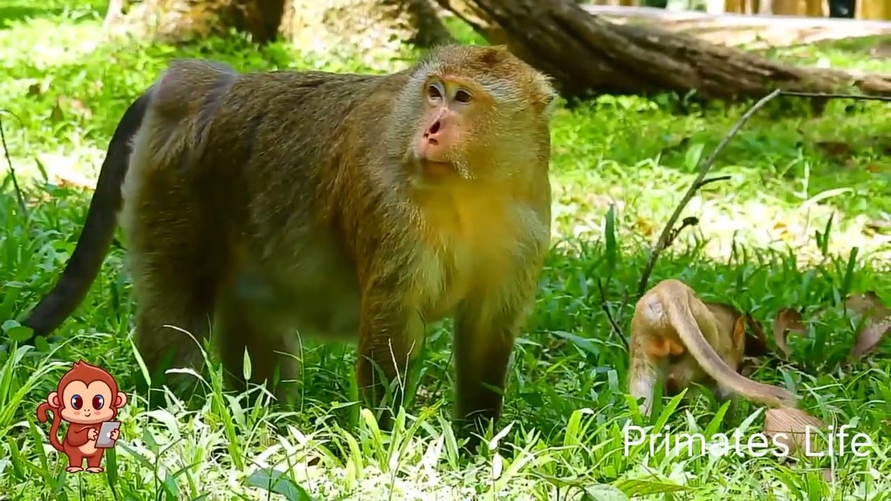 Primates family enjoying day | Primates Life - YouTube