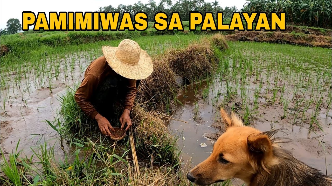 PAMIMIWAS SA PALAYAN - YouTube