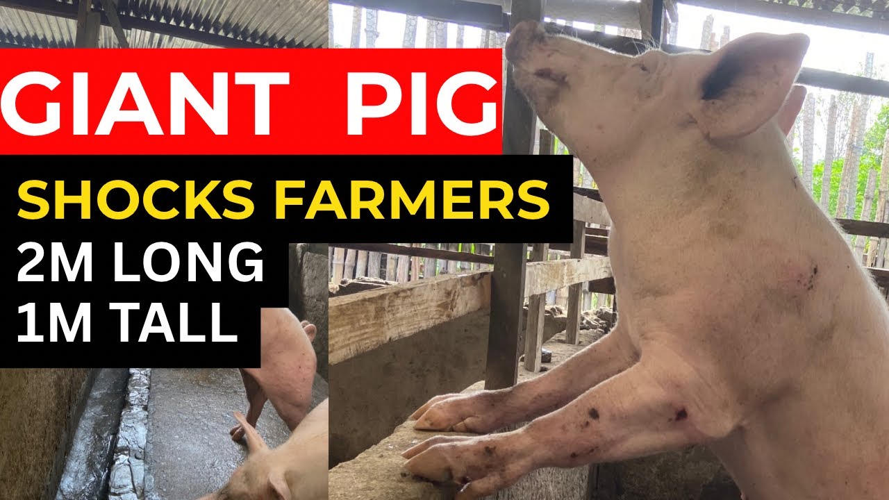 Giant Pig Shocks Farmers – 2 Meters Long & 1 Meter Tall! - YouTube