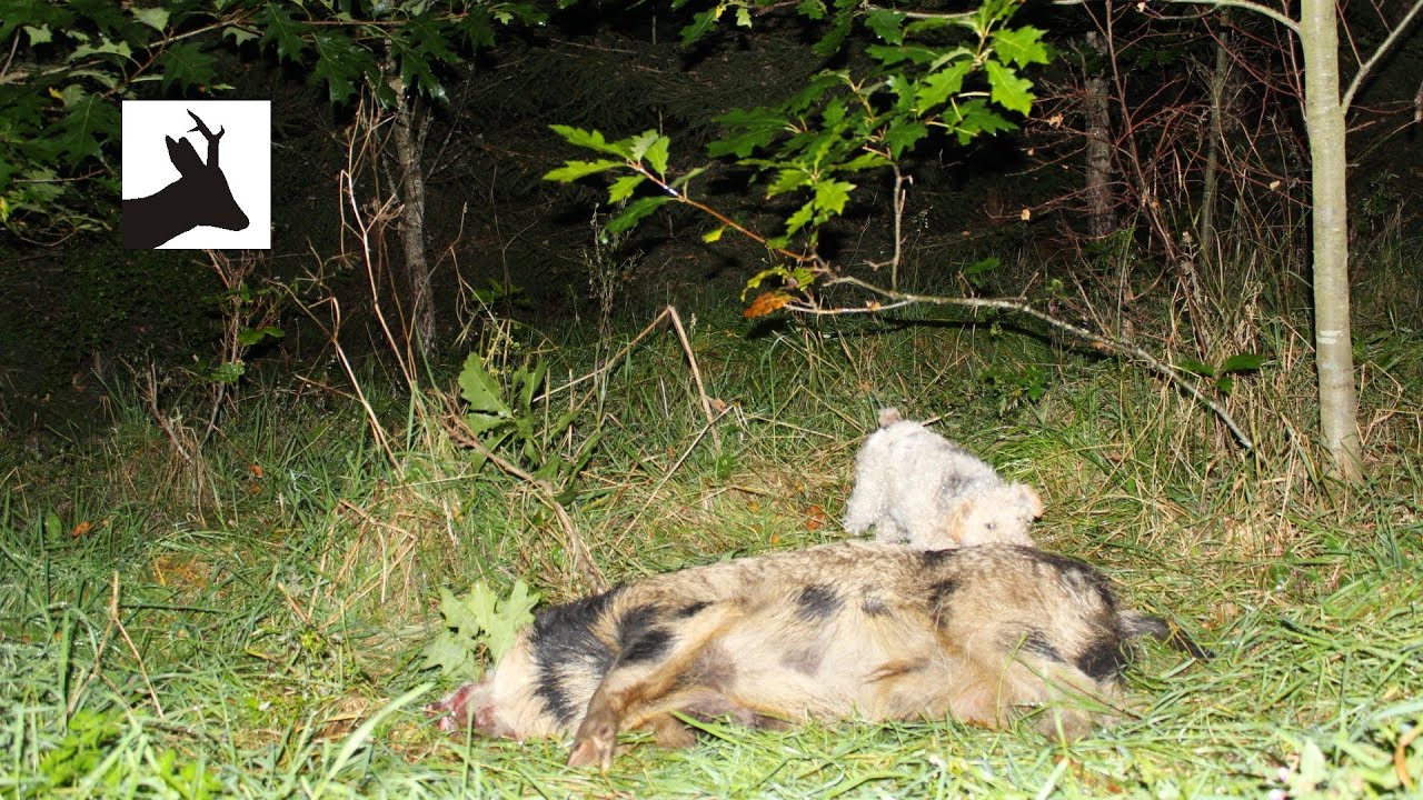 Woodland wild boar stalking - YouTube