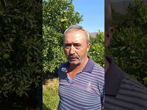 24.09.2026 İzmir Menemen Okitsu Mandalina bahçesi çekimi 