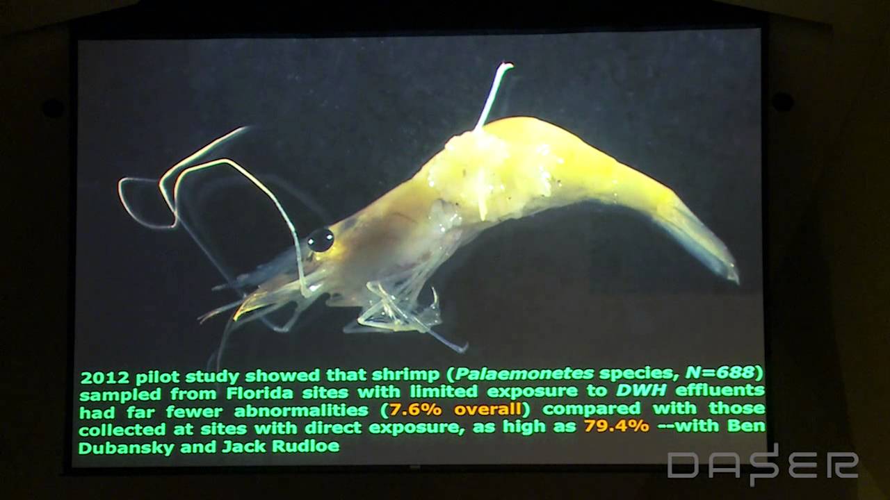 Brandon Ballengée: Art and Ecology - YouTube