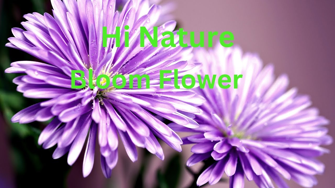 How Bloom Flower Heal Can Help You Get Peace of Mind - YouTube