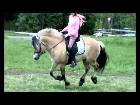 Knapstad Larris - Dressur