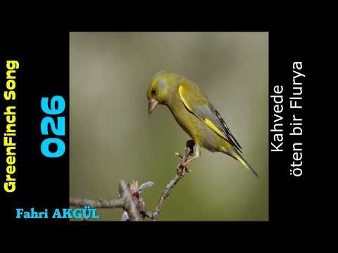 Flurya Kuşu Ötümü 026