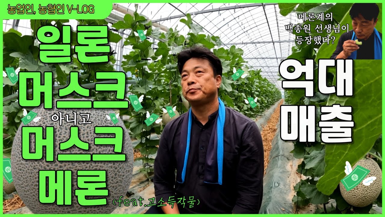 [선도농] 전세계로 뻗어나가는 korea멜론 (aka. k-melon)🍈고소득작물추천, 멜론 고르는 방법🍈 - YouTube