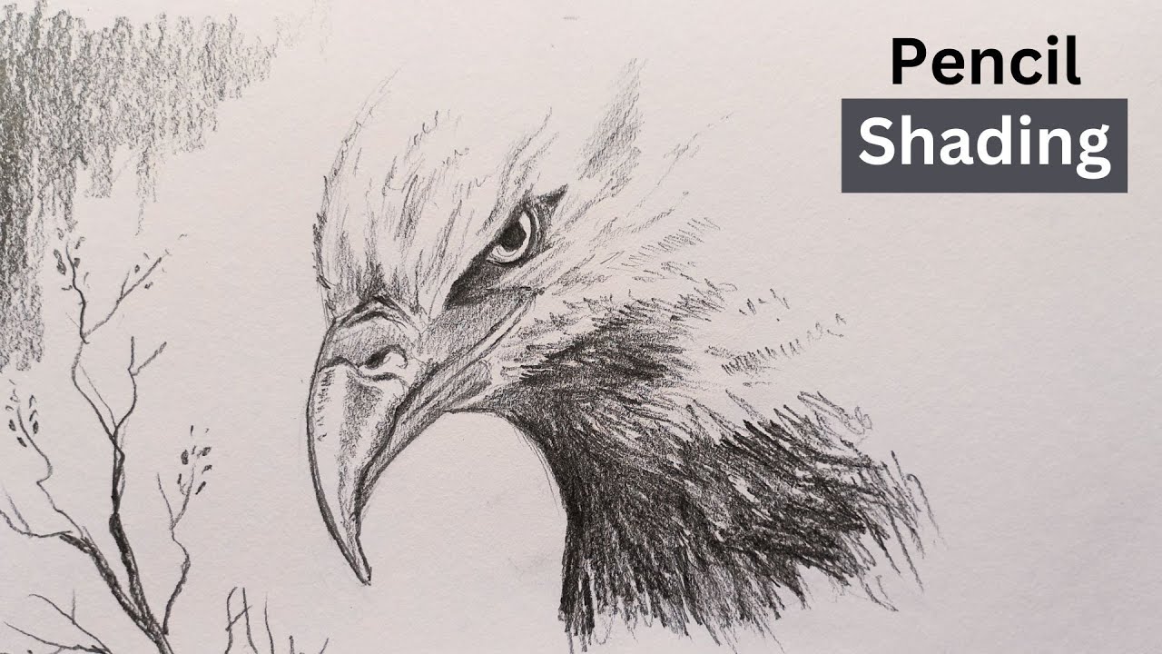 How to draw an eagle | Eagle | Bird | Vulture | Step by step eagle ...