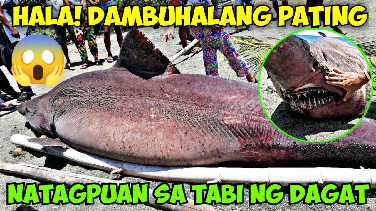 NAPAKALAKING IHO O PATING NATAGPUAN SA GOVERNOR GENEROSO, DAVAO ...