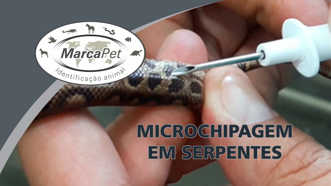 Microchipagem em Serpentes | MarcaPet Identificação Animal - YouTube