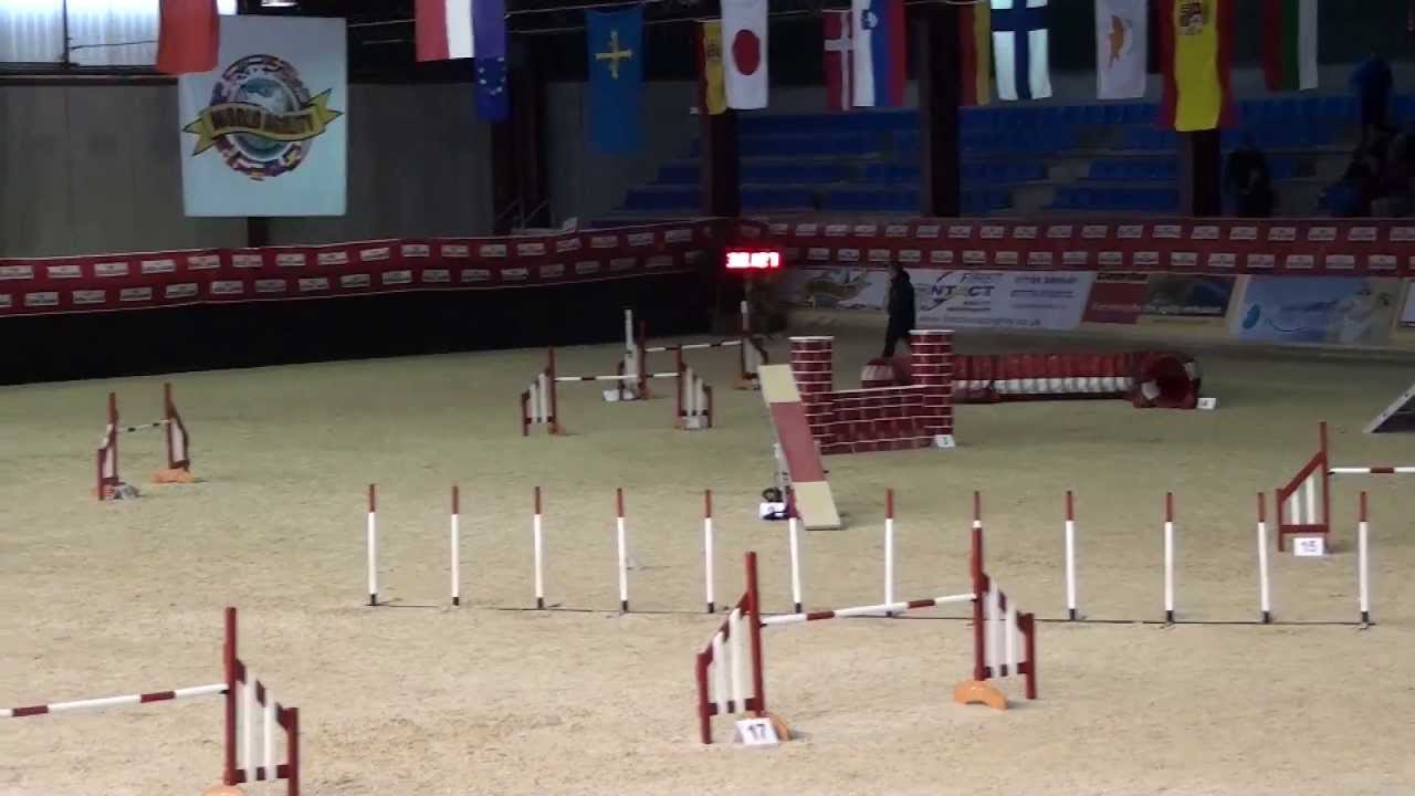 2013 World Agility Open Individual Pentathlon Agility 1 - YouTube