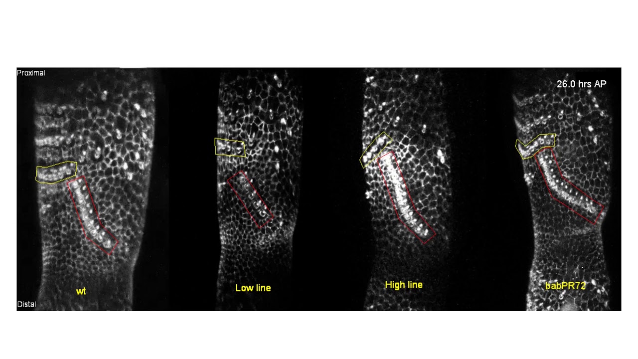 Section 3 Apical Cell Expansion Underneath The B Youtube