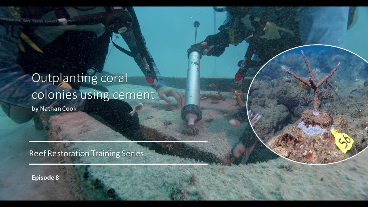 Episode 8 - Reef Restoration Training: Coral Outplanting using Cement ...