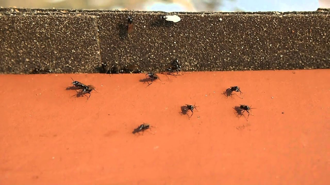 Camponotus caryae nuptial flight - YouTube