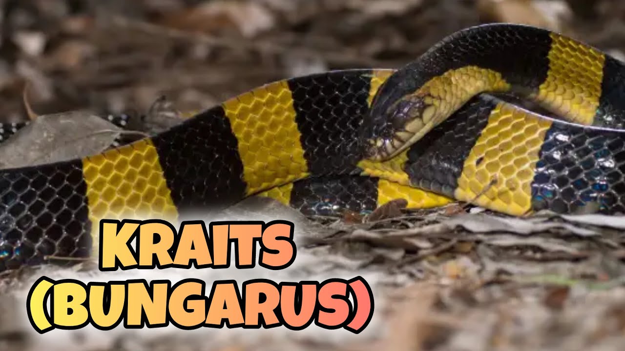 Conoce al Krait: Las Serpientes del Género Bungarus - YouTube